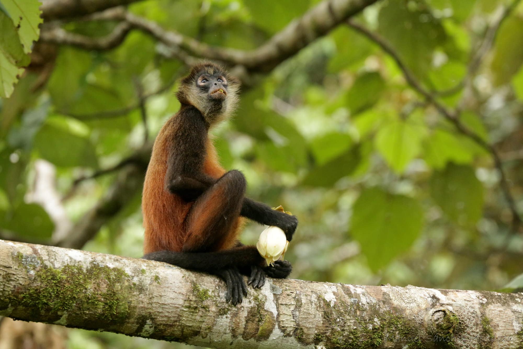 Monkeys of Osa - Osa Wild Travel